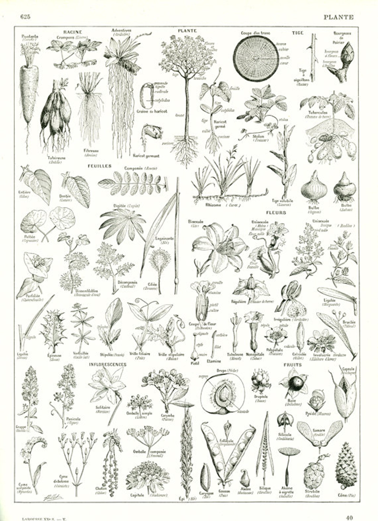 1936 Vintage Plant Poster, Botanical Print, Natural Science Classroom ...