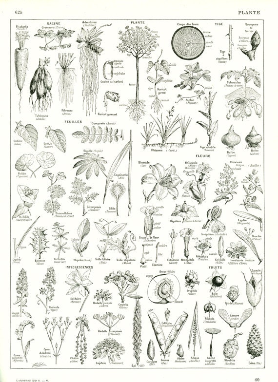 1936 Vintage Plant Poster Botanical Poster Natural Science | Etsy