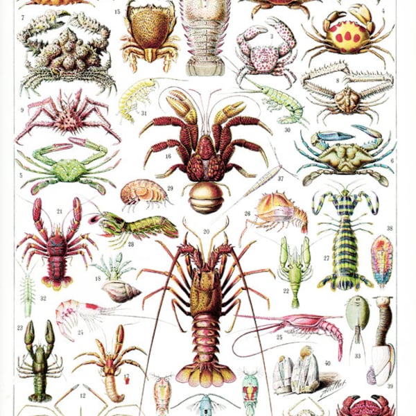 Crustaceans Print - Etsy
