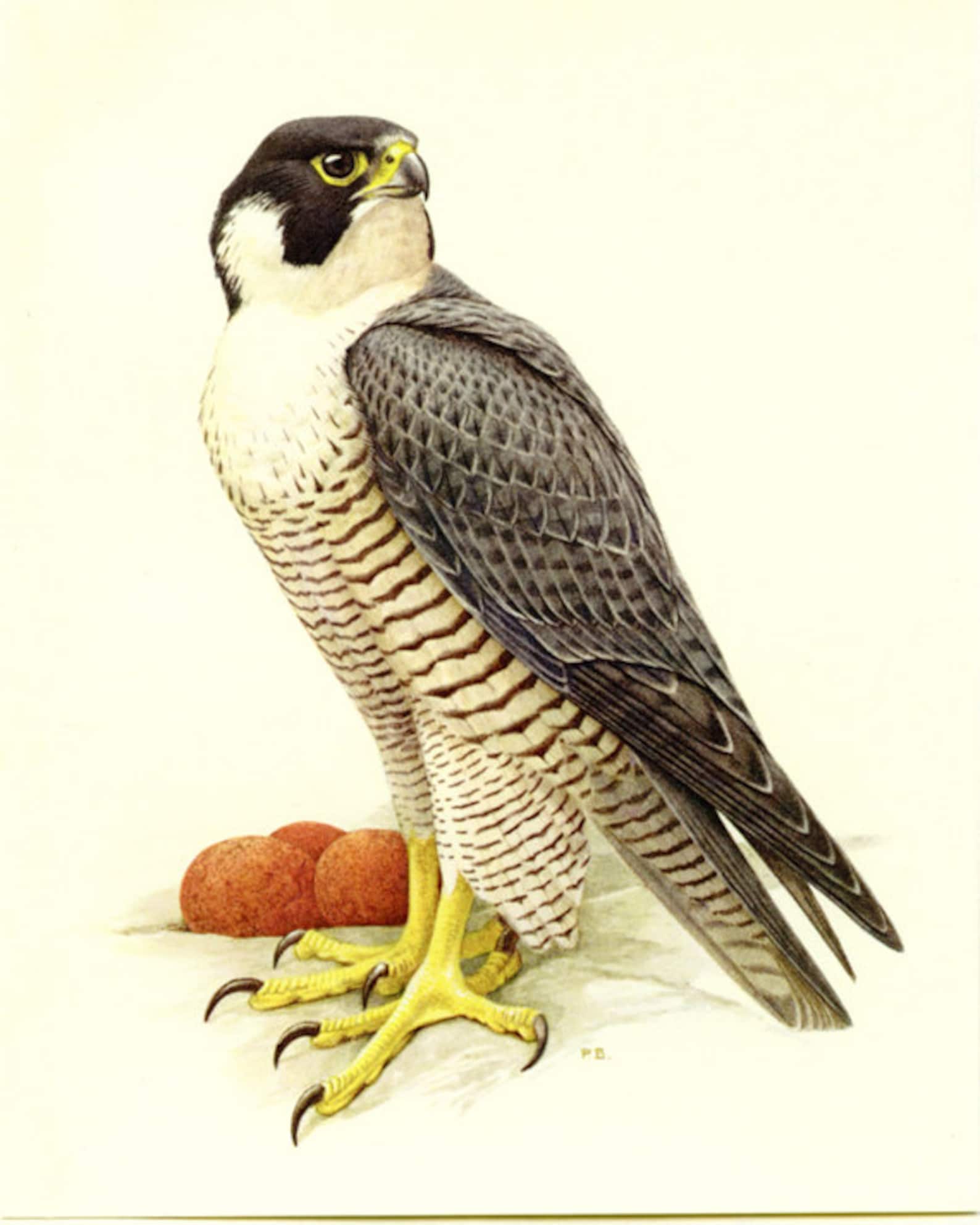 Falcon Print Vintage 1959 Bird Poster Bird Print Peregrine - Etsy
