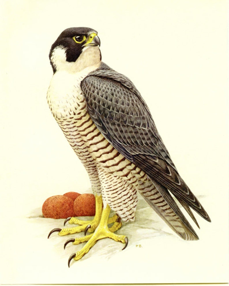 Falcon Print Vintage 1959 Bird Poster Bird Print Peregrine - Etsy