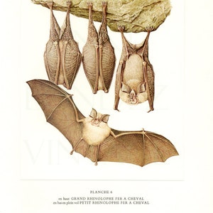 1970 Vintage Bat Print Bat Poster Antique Bat Art Bat Decor Rinolophe ...