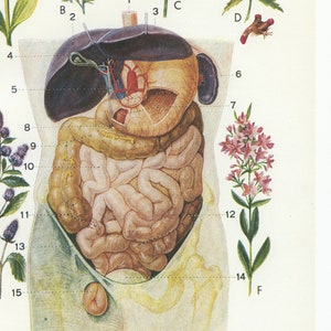 Instant Download Medical Print of Digestive System. Digital Anatomy ...