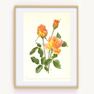 Talisman Rose Flower Print. 1985 Vintage Botanical Poster. Pink Yellow ...