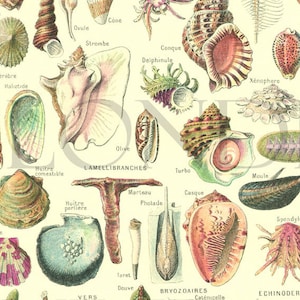 Vintage Sea Shell Poster 1908, Shell Wall Art Vintage Kitchen Decor ...