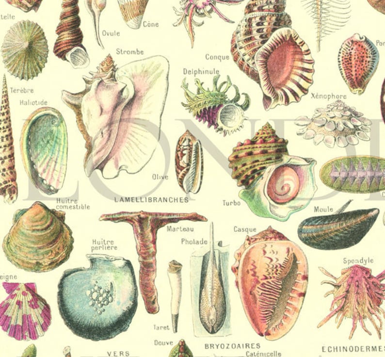 Vintage Sea Shell Poster 1908 Shell Wall Art Vintage Kitchen - Etsy