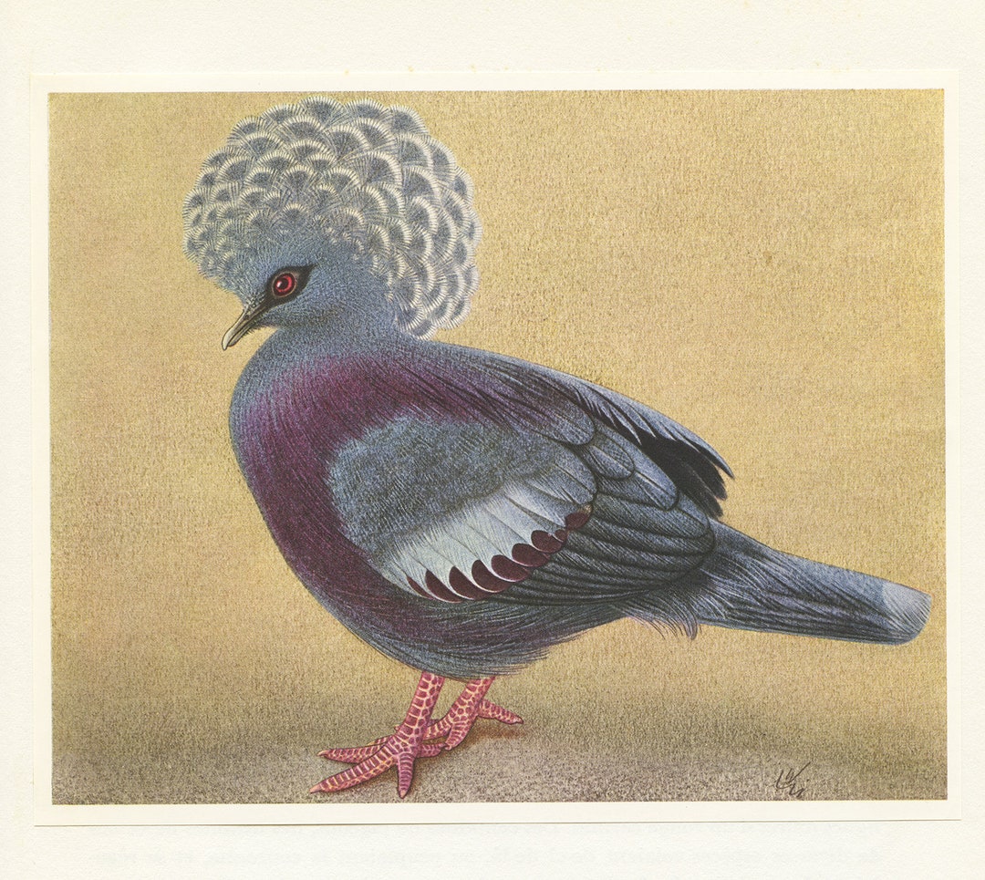 Crowned Pigeon Bird Print From 1961 for Vintage Tropical Wall Art. Bird ...