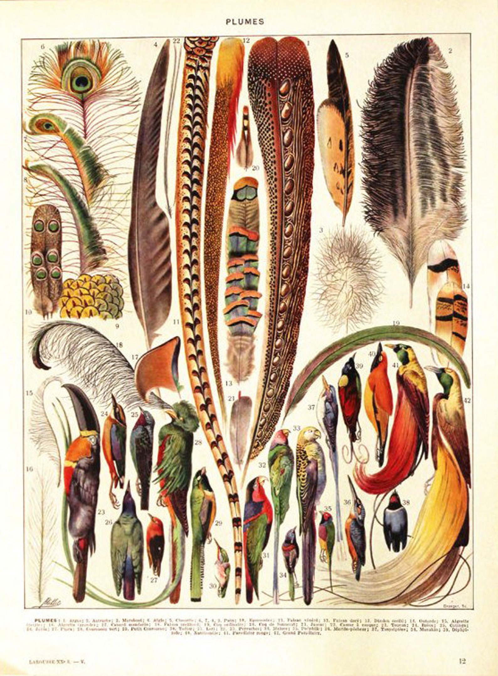 Feathers Poster 1936 Vintage Feathers Wall Art Feathers - Etsy