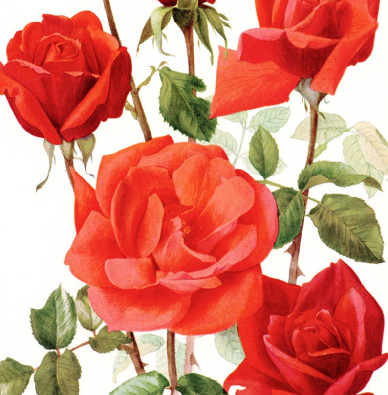 Red Rose Flower Art 1962 Vintage Botanical Art Soraya Rose - Etsy