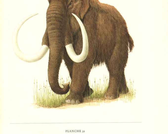 1970 Vintage Mammoth Poster Vintage Animal Art Mammoth Print Vintage ...