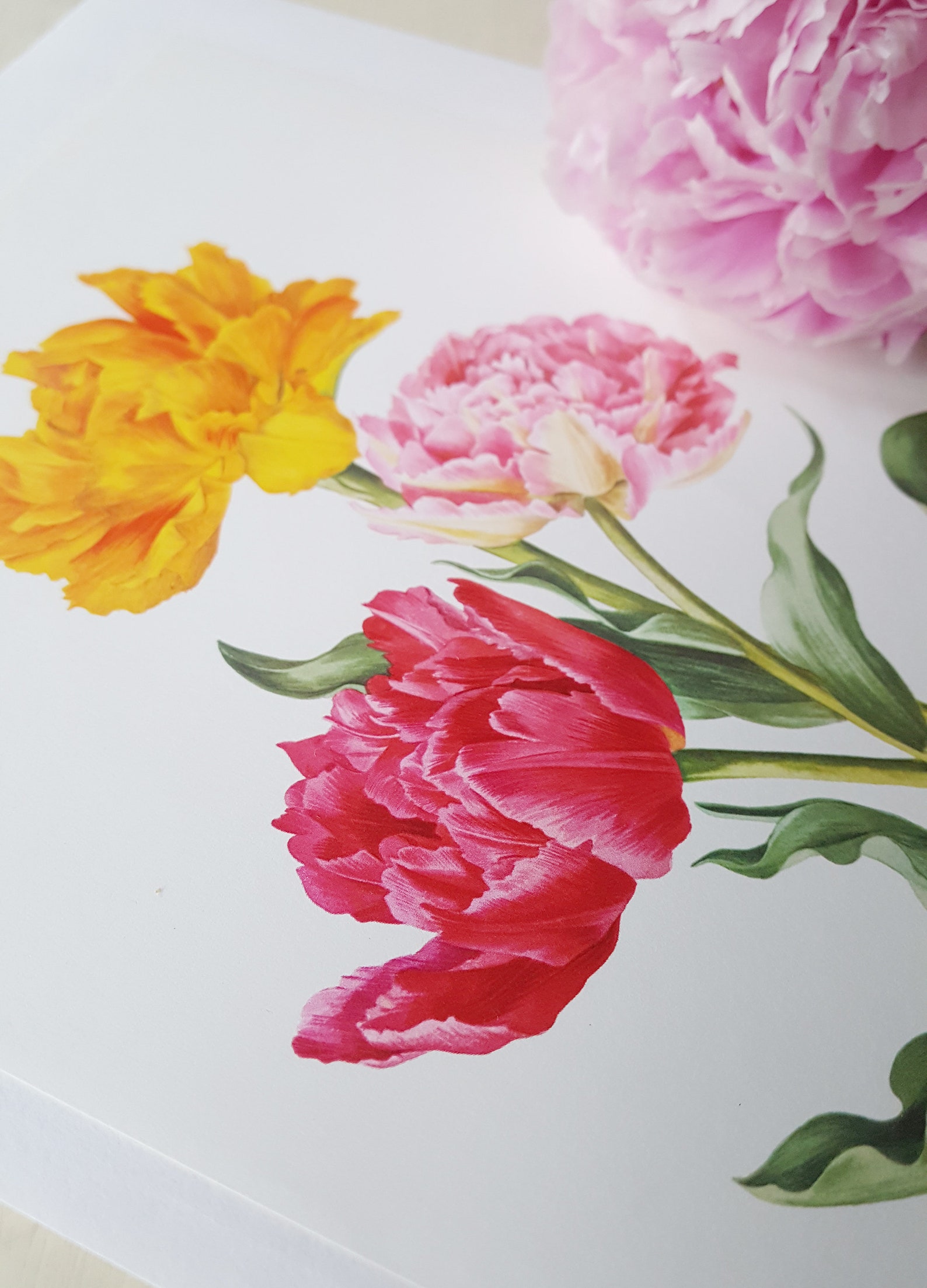 Double Tulip Wall Art Print 1964 Vintage Tulip Botanical - Etsy