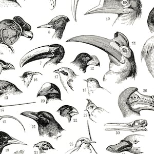 Vintage Printable Bird Beaks Anatomy Print on White Background ...