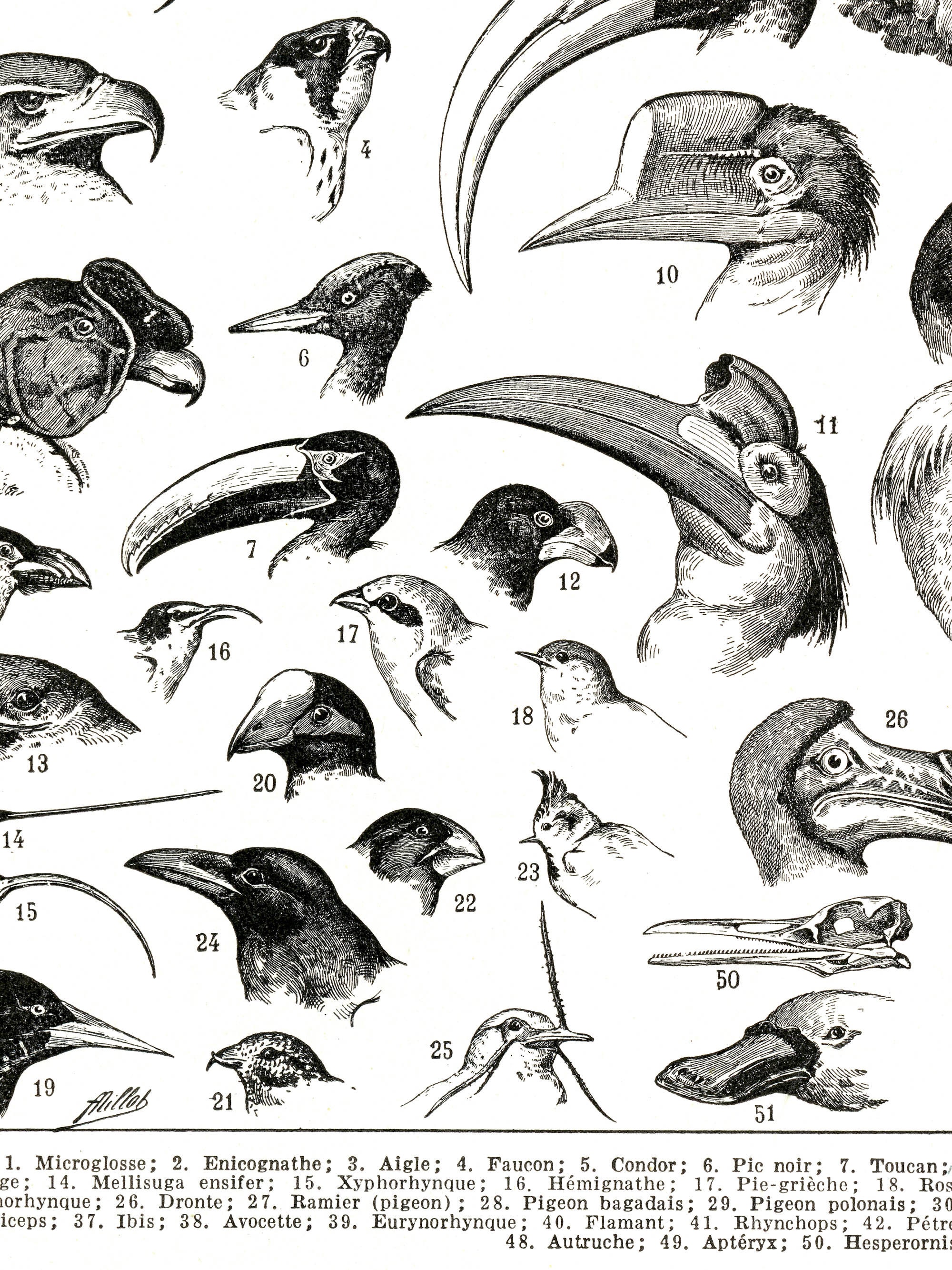 Vintage Printable Bird Beaks Anatomy Print on White - Etsy Canada