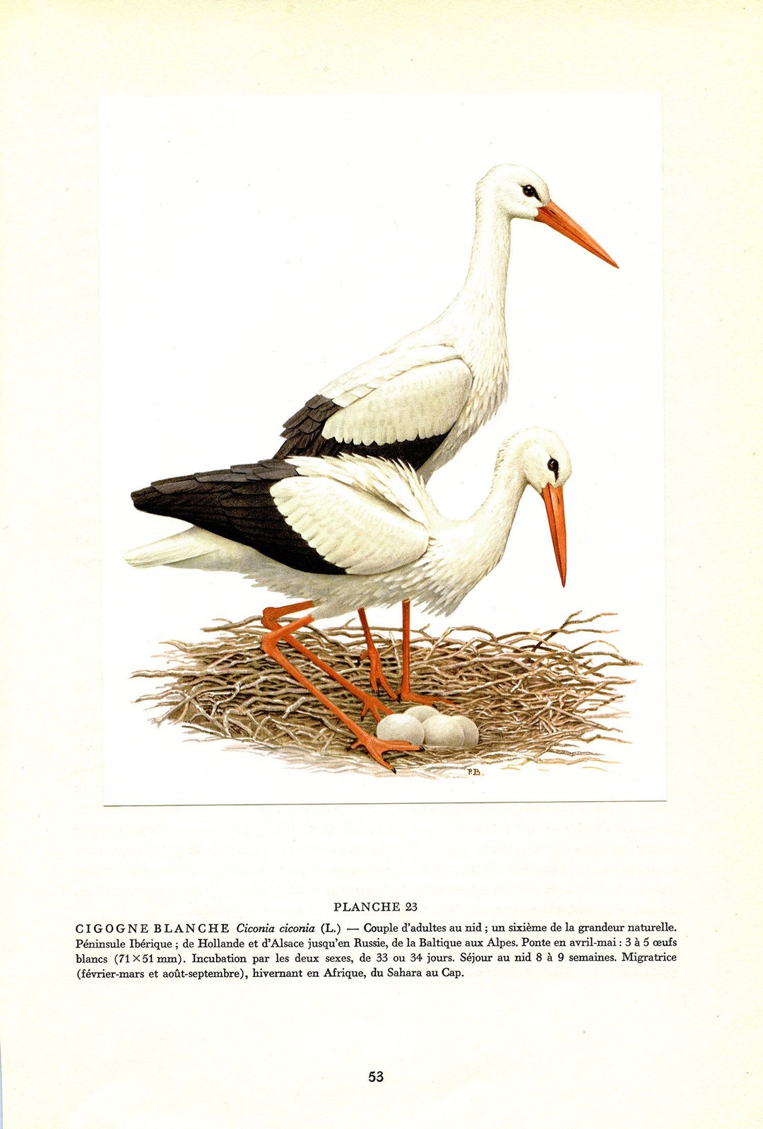 1961 White Stork Print From for Vintage Bird Decor. Small - Etsy