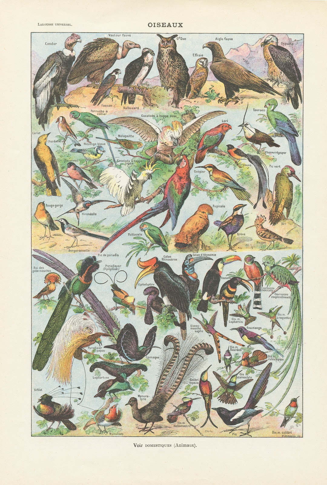 Birds Poster 1922 Vintage Bird Wall Hanging Antique Bird Print - Etsy