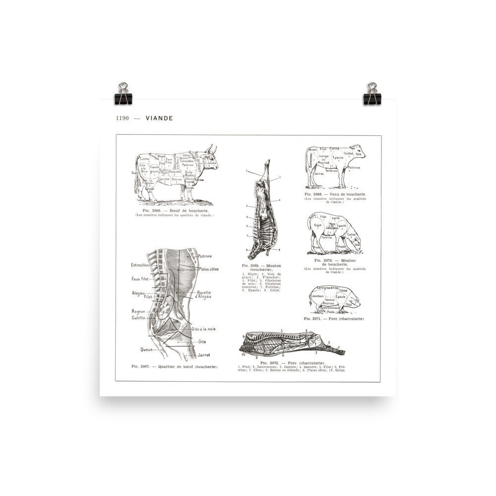 Large Square French Butcher Cuts Poster Reprint From 1952. Cuts of Beef ...