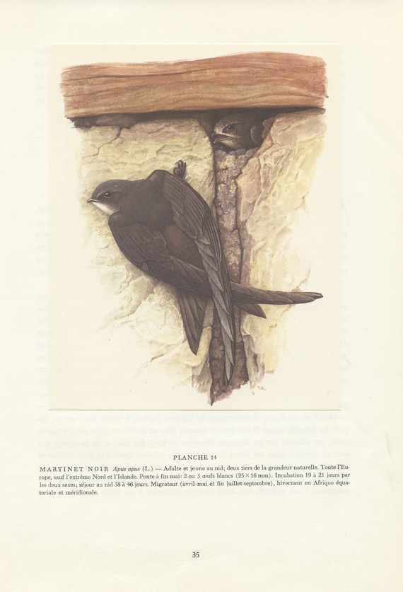 Common Swift Bird Print 1961. Vintage Bird Art. Swallow House | Etsy