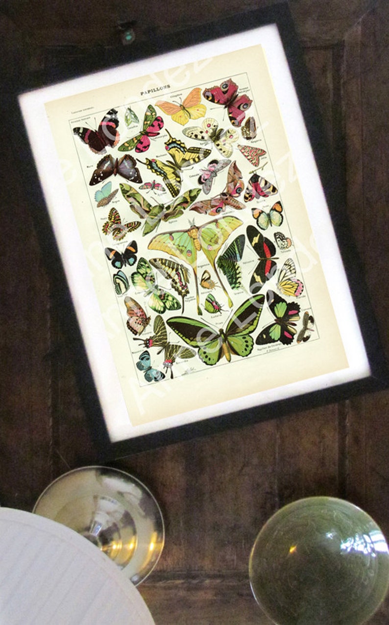 Printable Butterfly Chart Butterflies Natural History Decor - Etsy