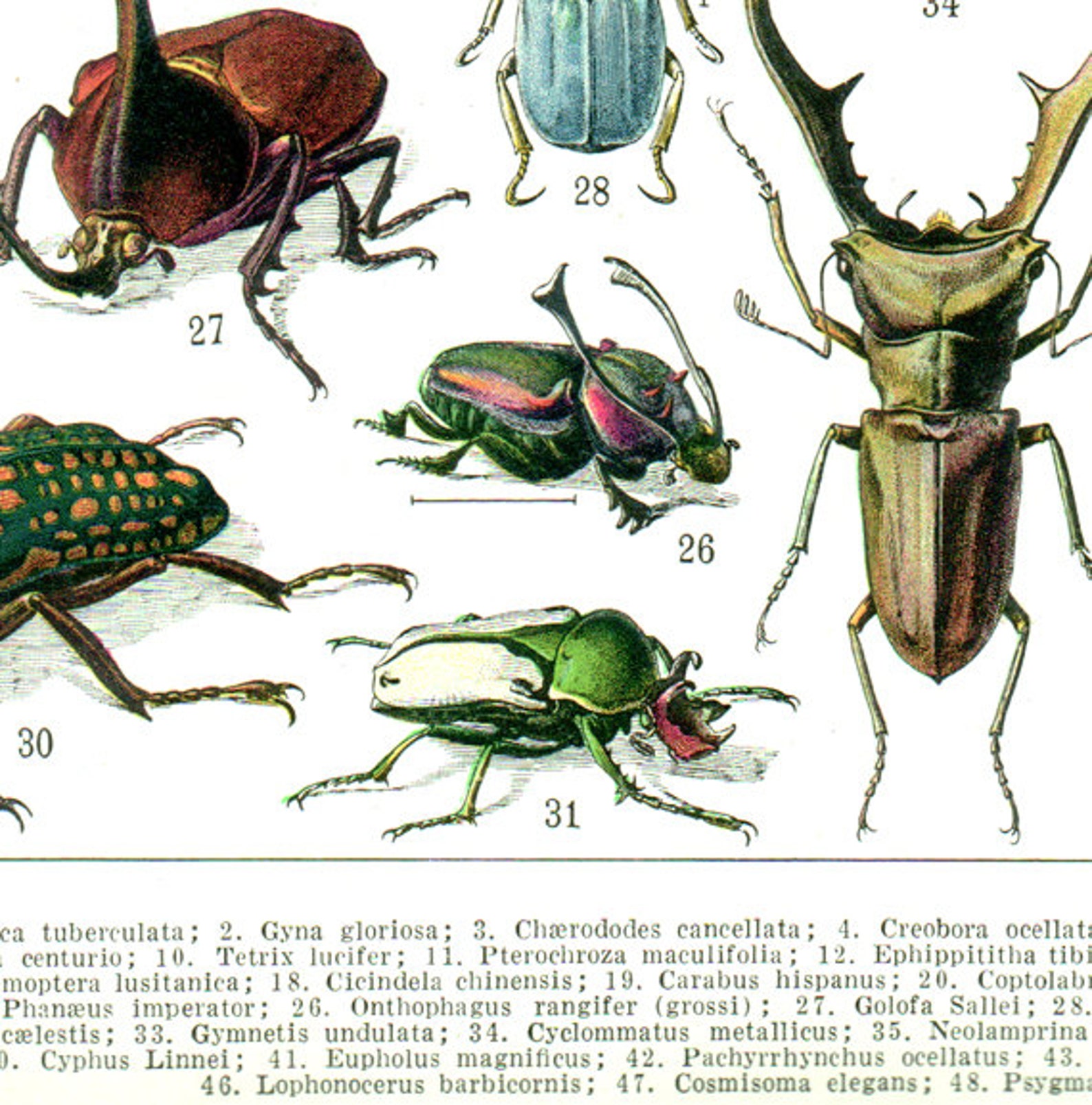 Insects Print 1936 Vintage Vintage Insect Art Antique Insect ...