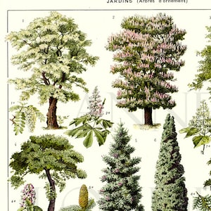 Tree Botanical Poster 1936 Vintage Botanical Art Tree Print Vintage ...