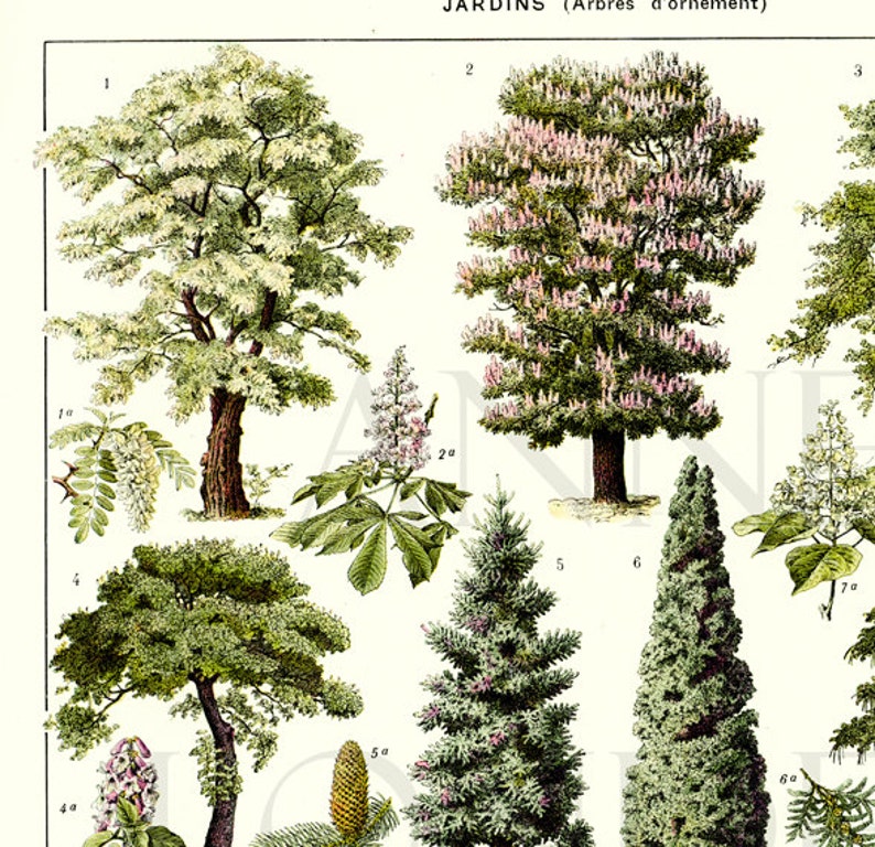 Tree Botanical Poster 1936 Vintage Botanical Art Tree Print | Etsy