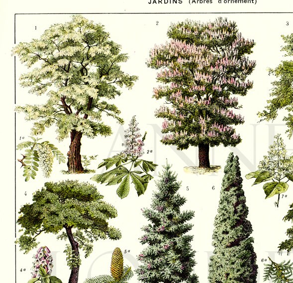 Tree Botanical Poster 1936 Vintage Botanical Art Tree Print | Etsy