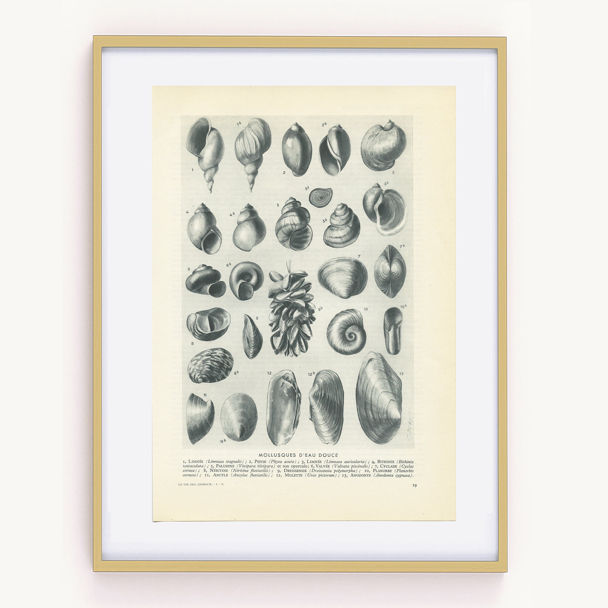 1949 Freshwater Mollusks Print. Small Seashell Poster. Black and White ...