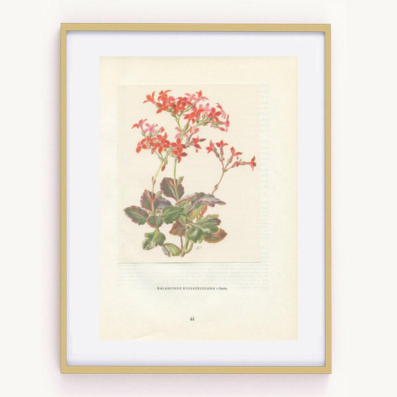1958 Vintage Florist's Kalanchoe Blossfeldiana Botanical Print. Flaming ...