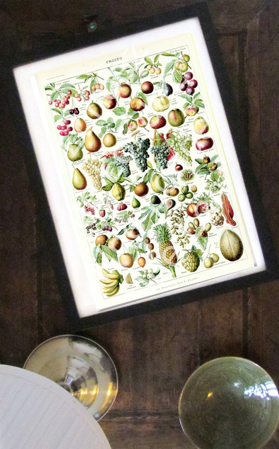 Fruit botanical art 1948 Vintage Fruits poster Vintage Kitchen | Etsy