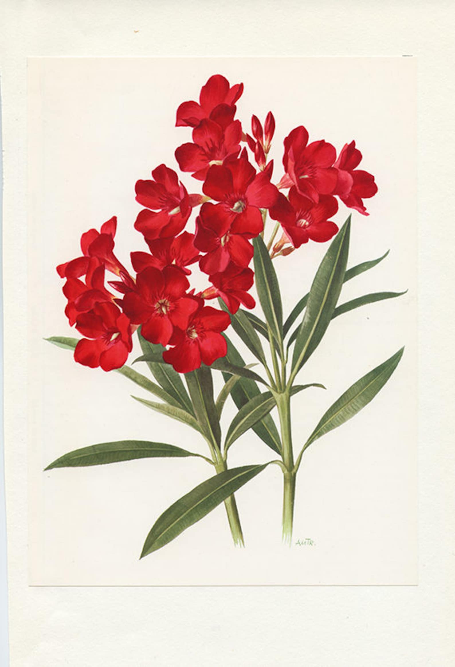 Red Oleander Tree Botanical Print From 1972. Small Red Flowers | Etsy