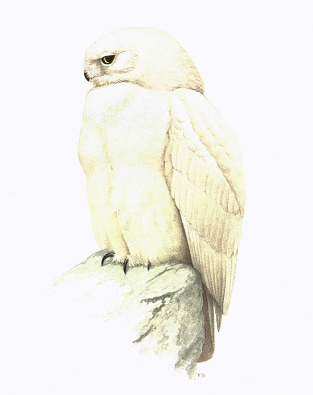 1959 White Harfang Snowy Owl Art Print. Small Wall Hanging. Bird Prints ...