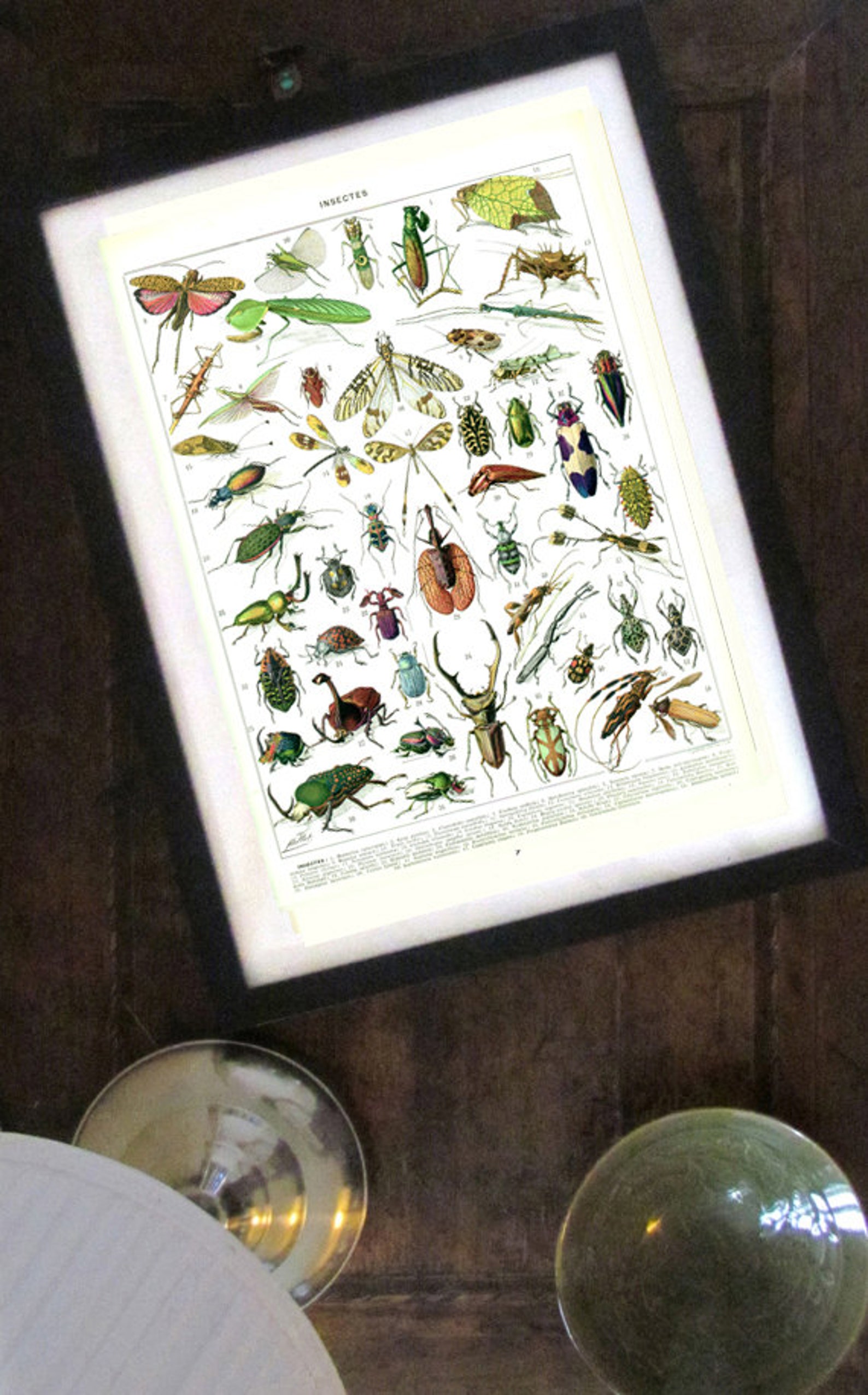 Insects Print 1936 Vintage Vintage Insect Art Antique Insect ...