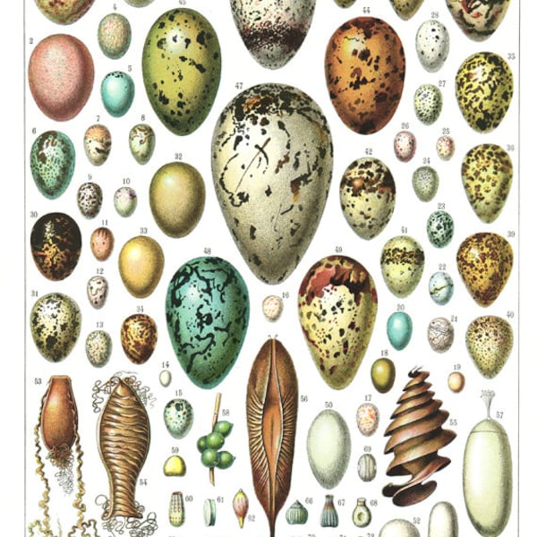 Bird Eggs Chart - Etsy