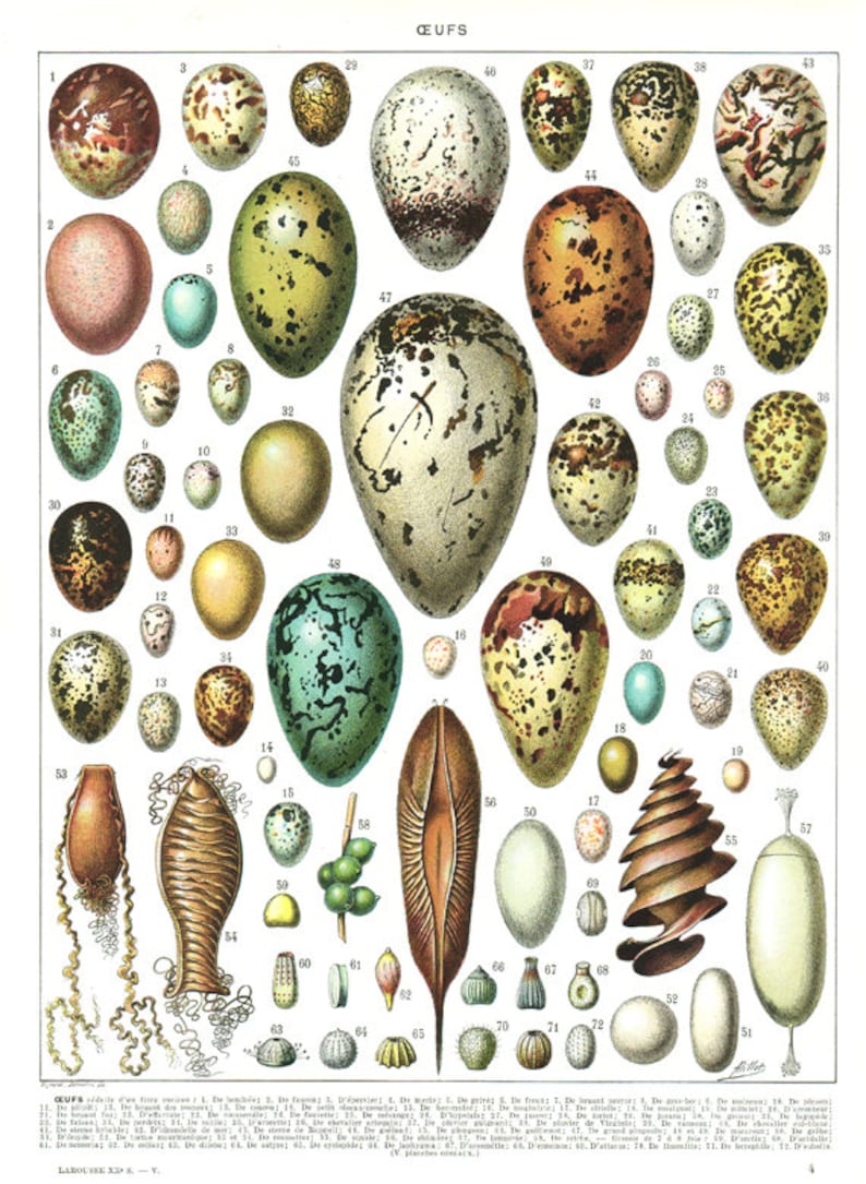 Eggs Poster 1936 Vintage Eggs Print Egg Decor Retro Egg - Etsy