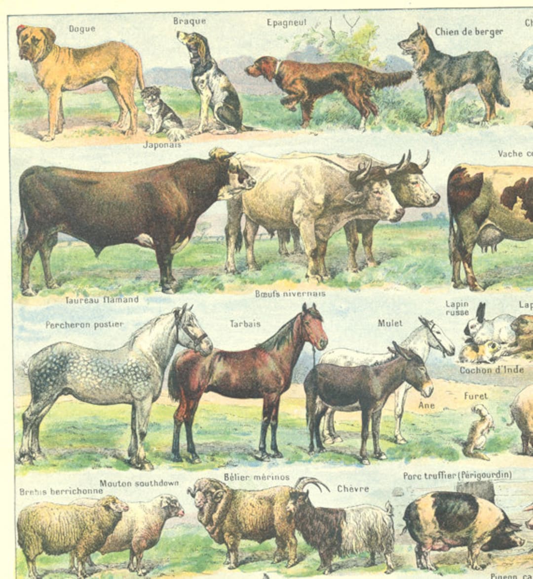 1922 Pets & Domesticated Animals Poster. Vintage Farm Animals Poster ...