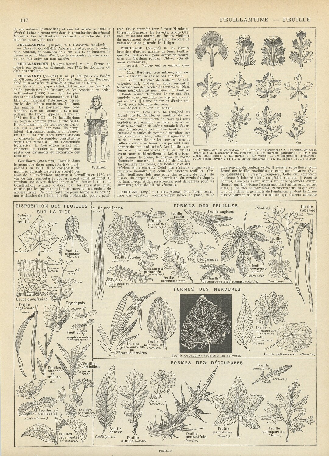 1936 Plant Leaves Botany Print. Vintage Botanical Poster. Natural ...