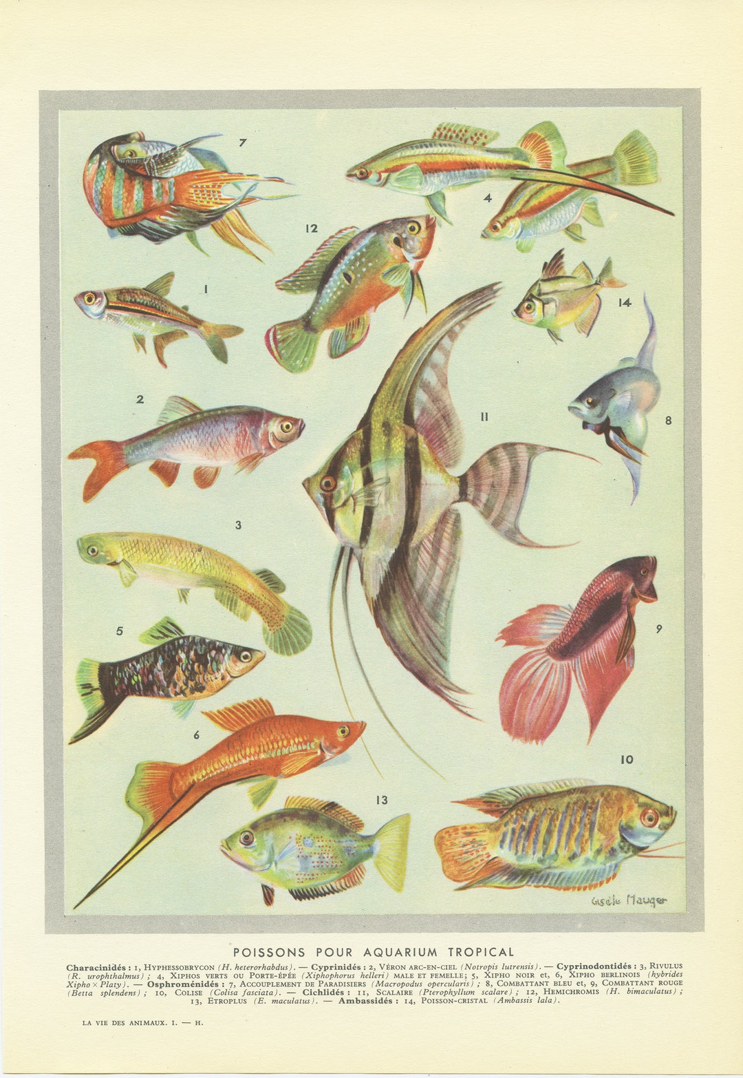 1949 Tropical Aquarium Fish Print. Antique Fish Poster. Small Marine ...