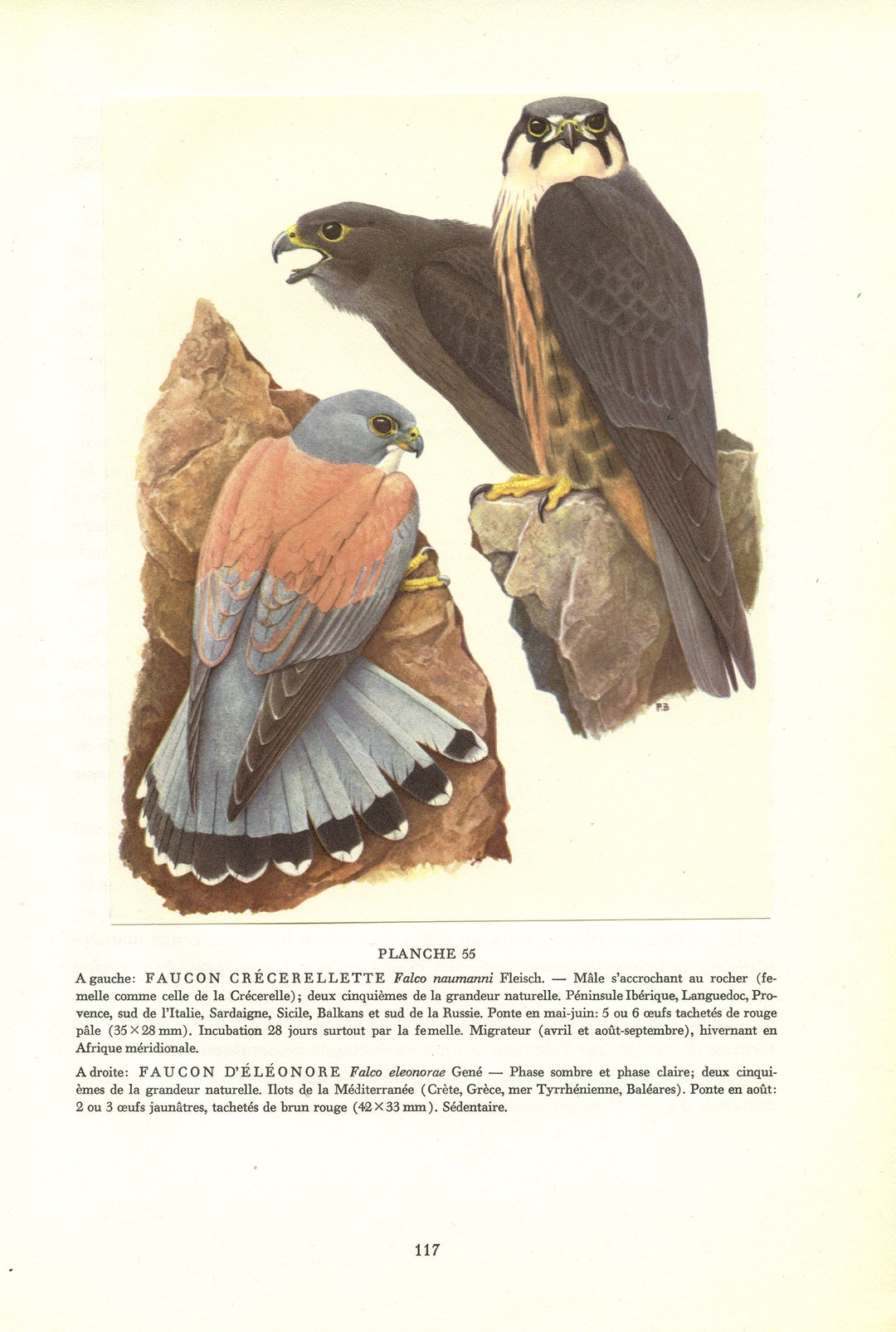 Lesser Kestrel & Eleonora's Falcon Print. 1959 Vintage Birds of Prey ...