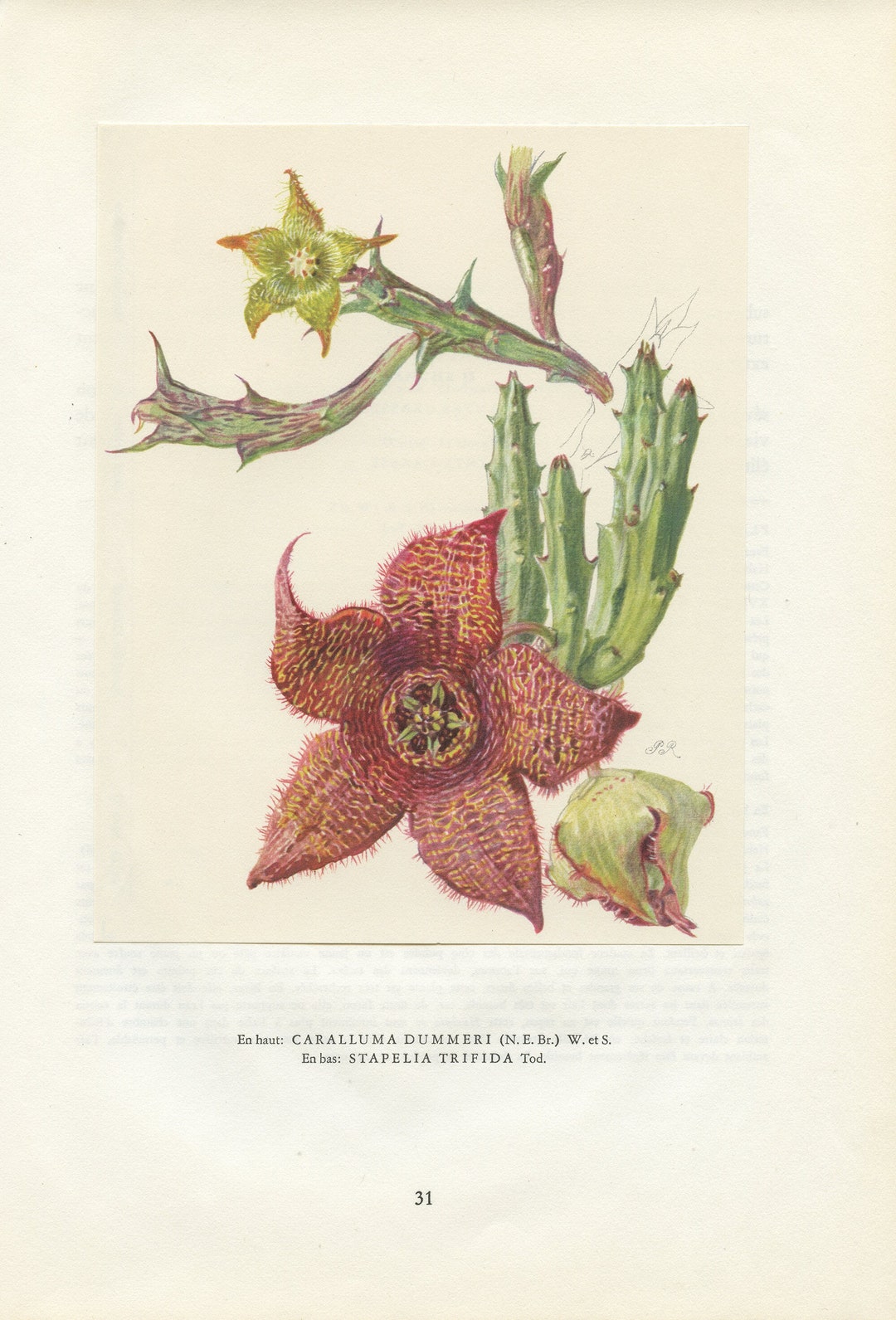 1958 Stapelia Trifida + Caralluma Dummeri Succulent Print for Vintage ...
