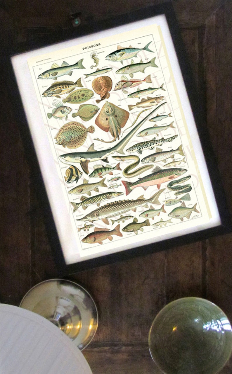 1922 Vintage Fish Poster Kitchen Decor Kitchen Print Vintage - Etsy