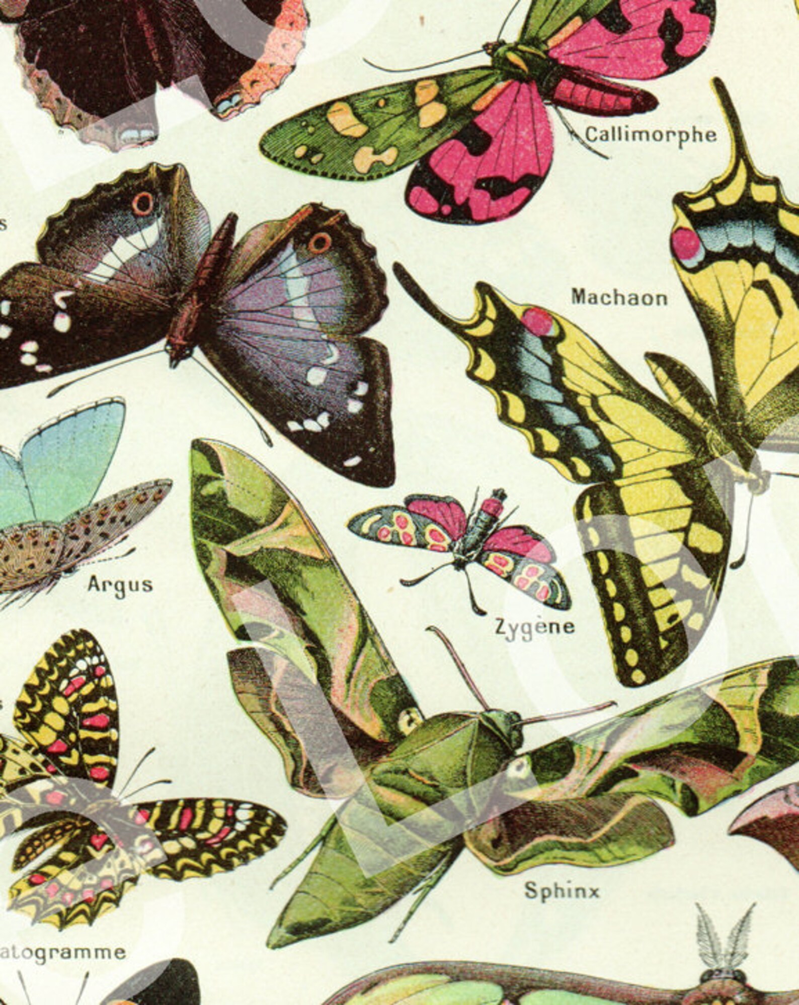 Printable Butterfly Chart Butterflies Natural History Decor - Etsy