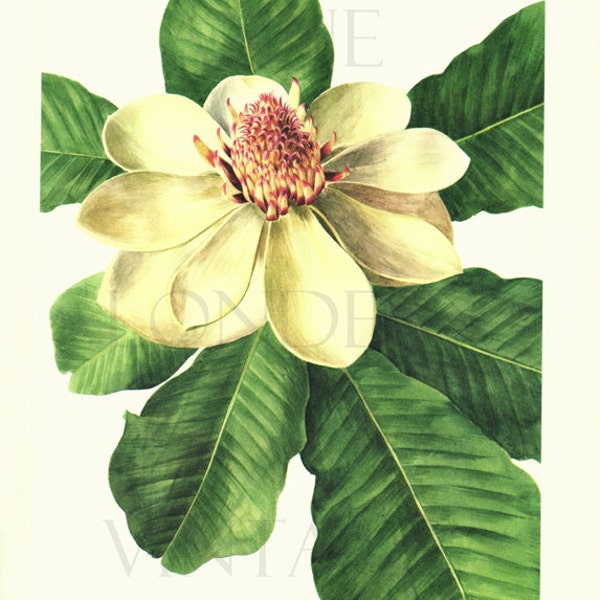 Magnolia Print - Etsy