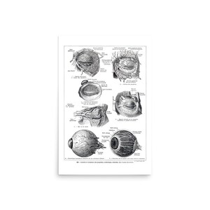 Large Eye Anatomy Poster for Medical Office Wall Decor. Gift for Doctor ...