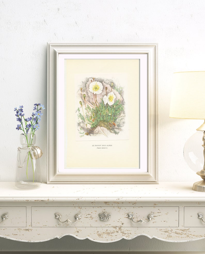 1959 Dwarf Alpine Poppy Botanical Print. Small Vintage Botanical Poster ...