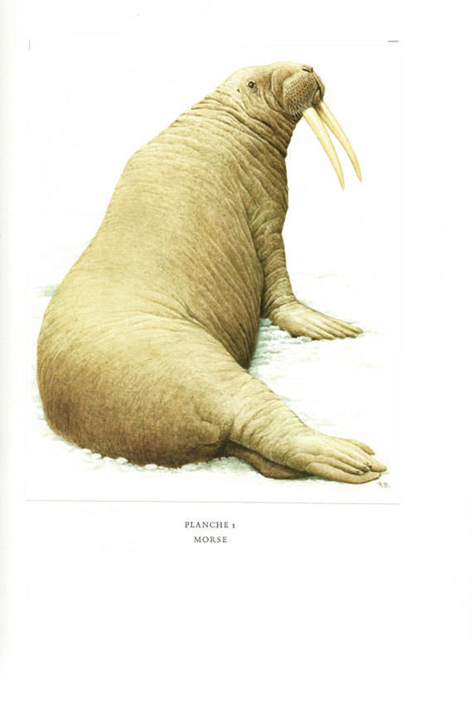 Walrus Print 1970 Vintage Walrus Poster Vintage Walrus Art - Etsy