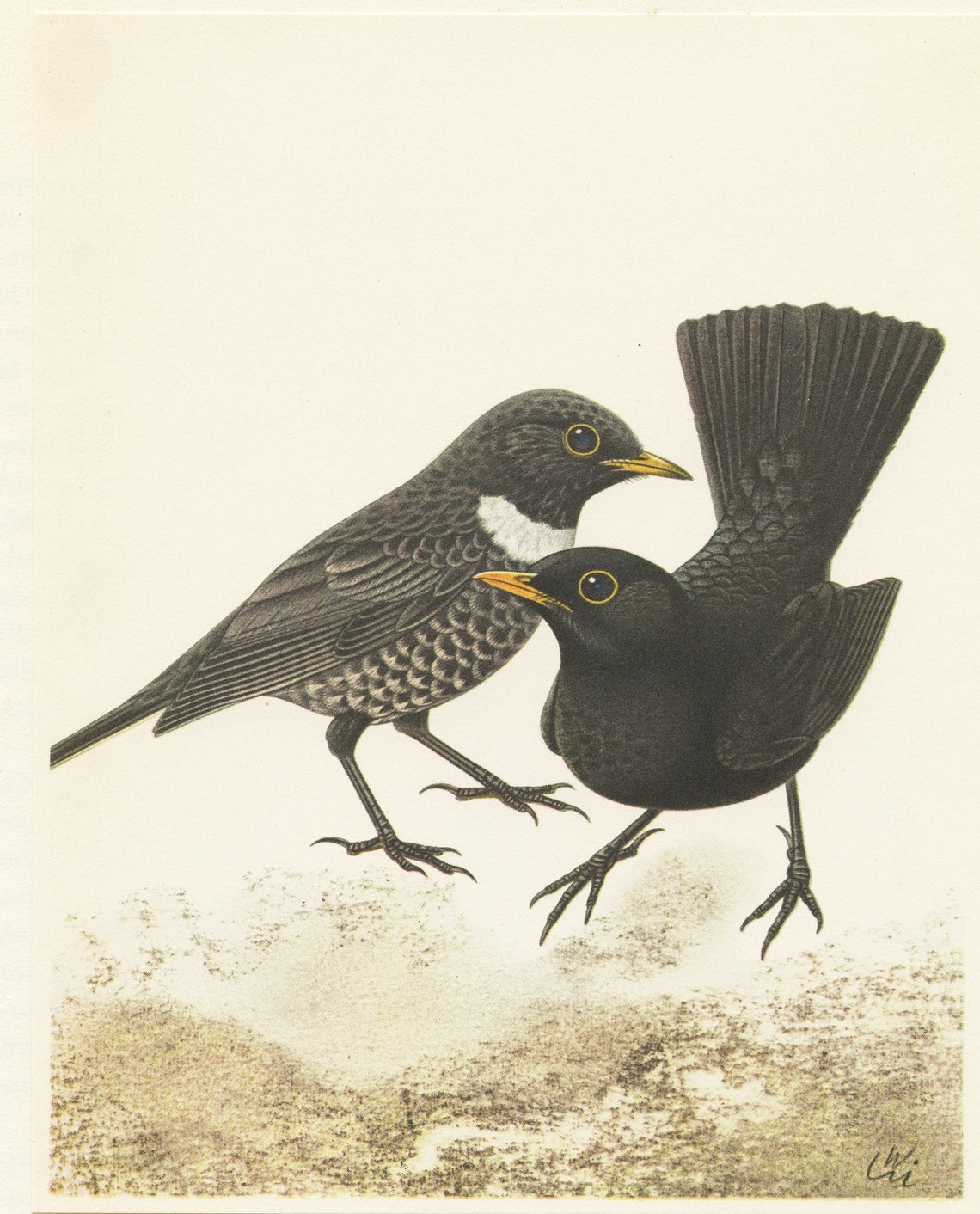 1961 Illustration de merle noir et à plastron vintage. Petite - Etsy France