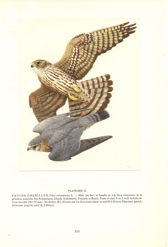 Falcon Guide Tinyurl