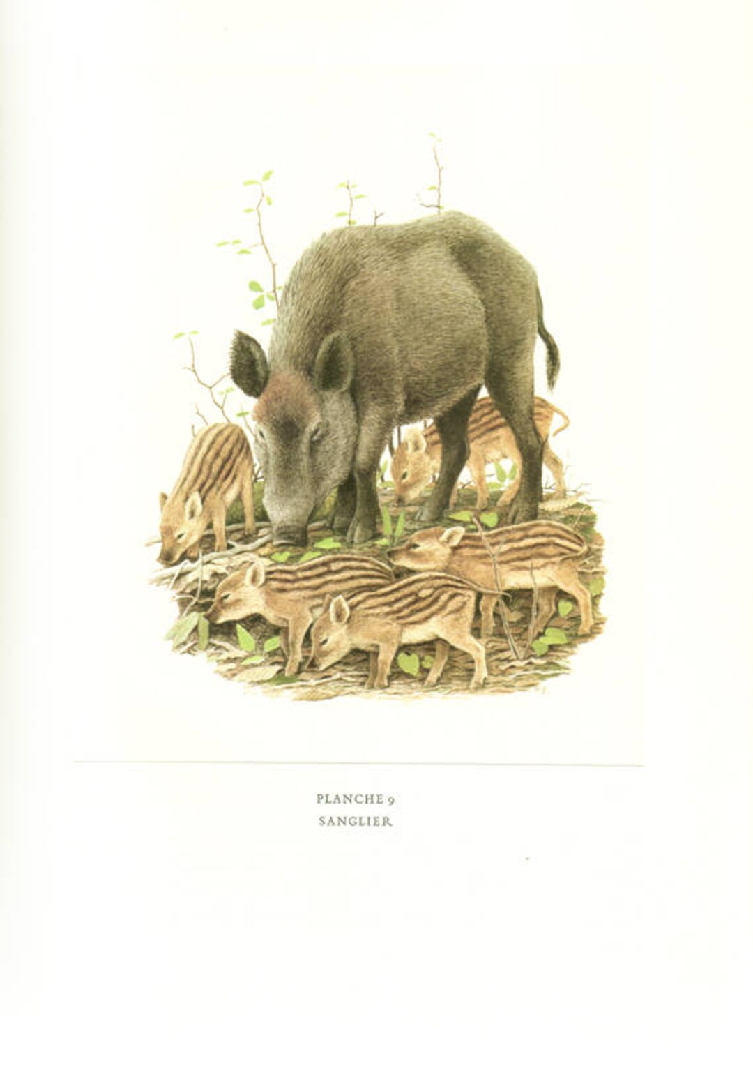 Wild Boar Art 1970, Vintage Boar Piglets Print, Woodland Animals Prints ...