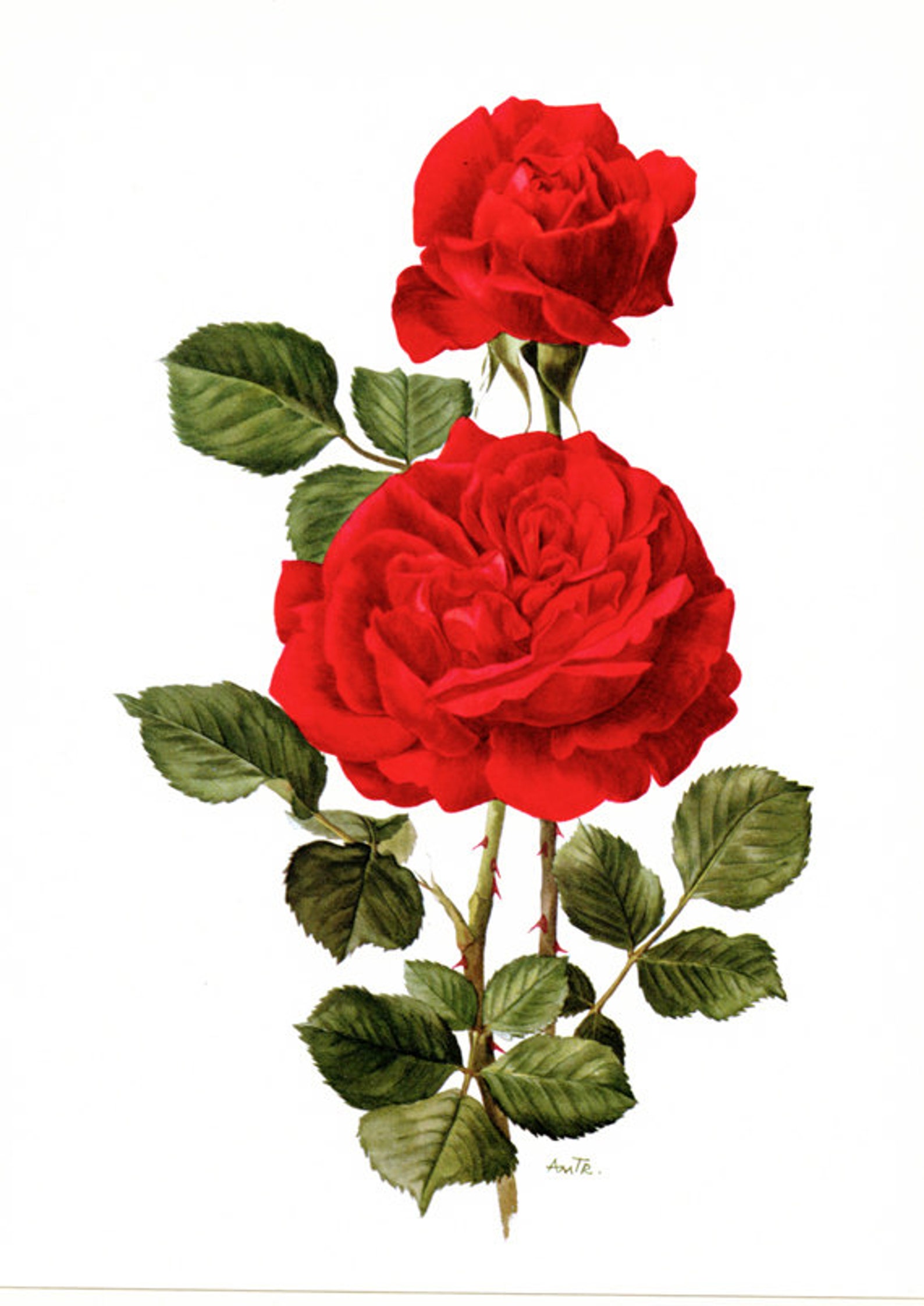 Red Roses Art 1962 Vintage Botanical Art Champs Elysees - Etsy