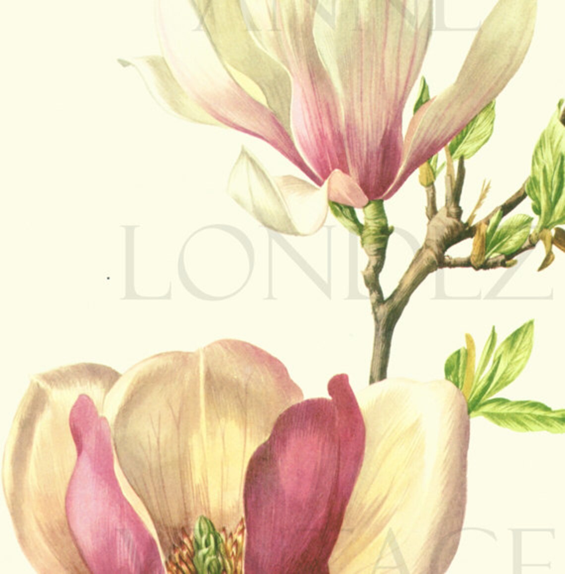 Magnolia Print 1972 Vintage Pink Magnolia Art Flower Art - Etsy
